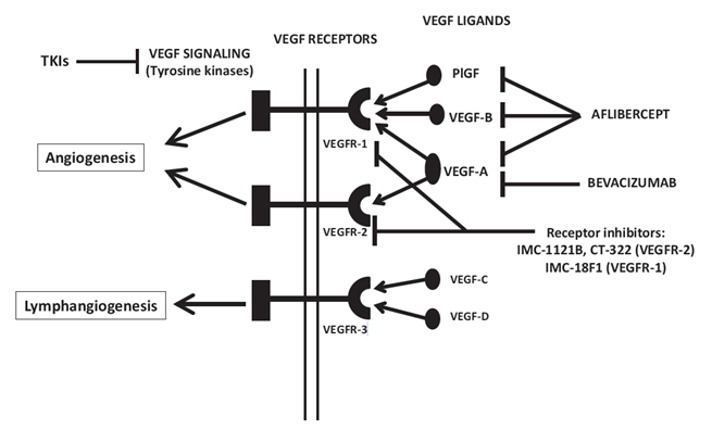 FIGURE 1. VEGF Signaling Pathways and Angiogenesis