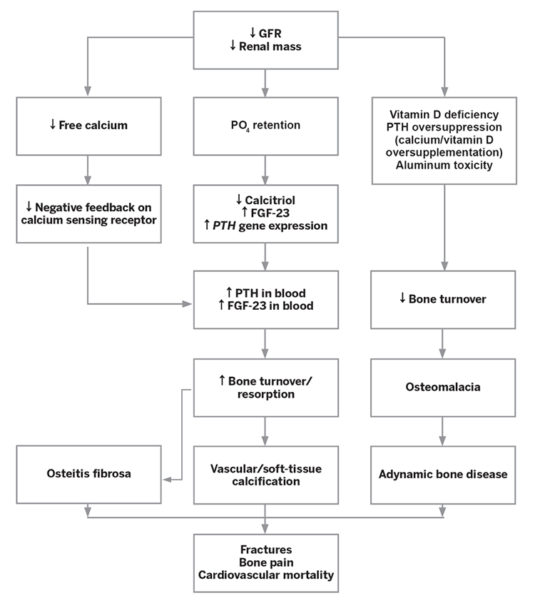 FIGURE 1. Pathophysiology of Mineral Bone Disorders in Chronic Kidney ...