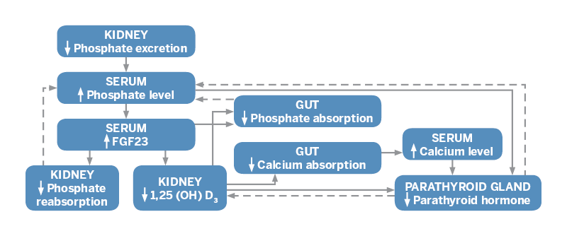 CKD-MBD: Merging Science and Patient-Centered Care (Med-IQ)