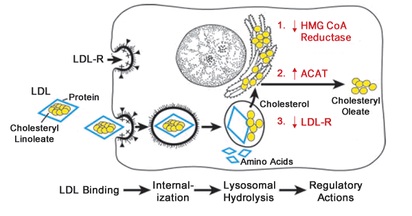 FIGURE 1. Normal Interactions Between LDL and LDL-R